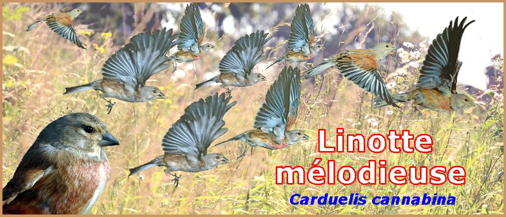 linotte mélodieuse, oiseau en main, Gaston Gast